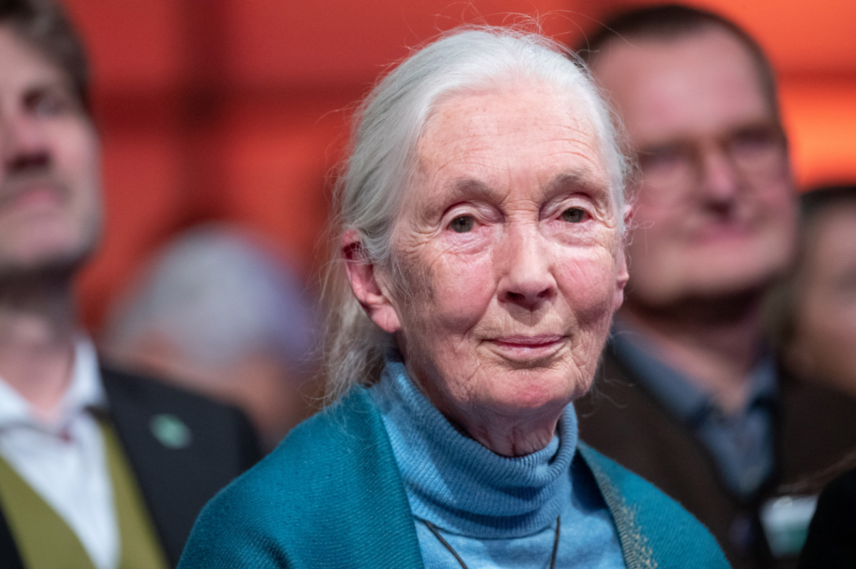 Jane Goodall answers questions with Pierce Brosnan for Earth Day