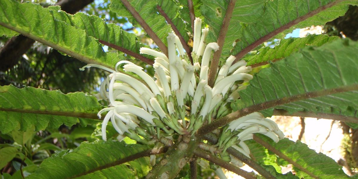 Newly-discovered flower is so rare, there is only one plant of its species