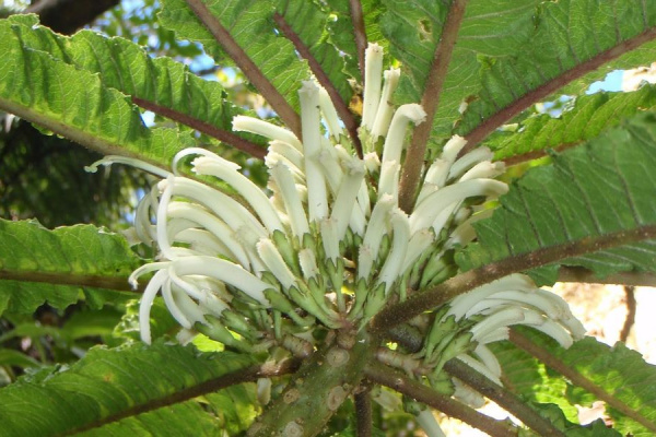 Newly-discovered flower is so rare, there is only one plant of its species
