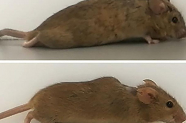 Spinal cord injury breakthrough makes paralyzed mice walk again