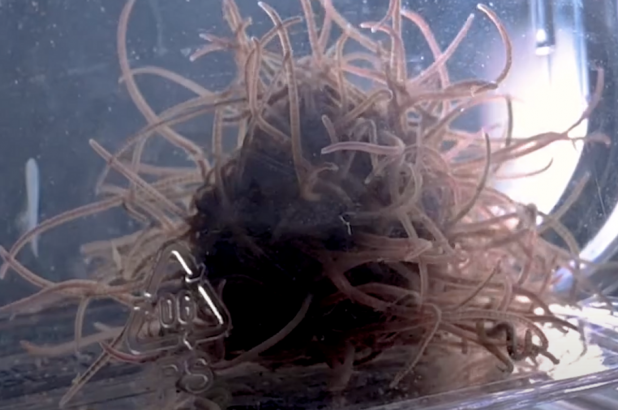 Scientists study moving worm "blobs" to create robot swarms